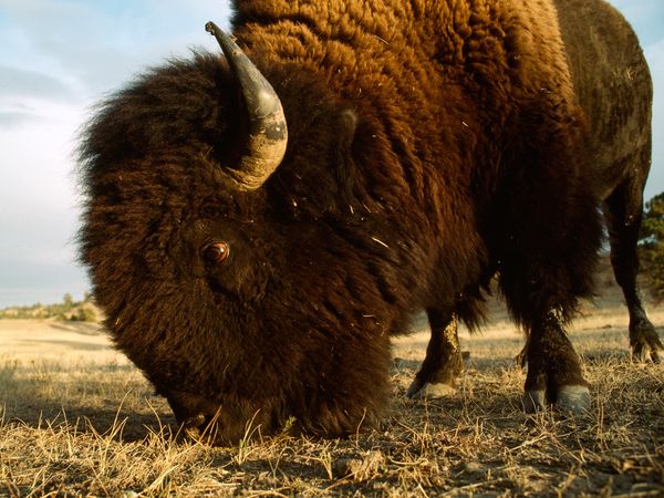 White Wolf : Original early American Bison stock brought back from ...