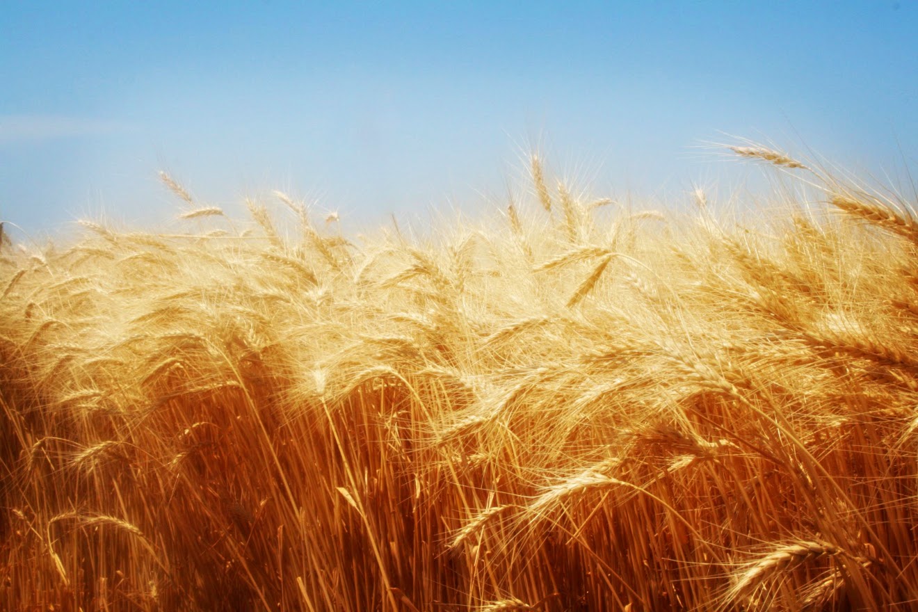Corazón en Alta mar: "SI EL GRANO DE TRIGO NO CAE EN TIERRA Y MUERE ...
