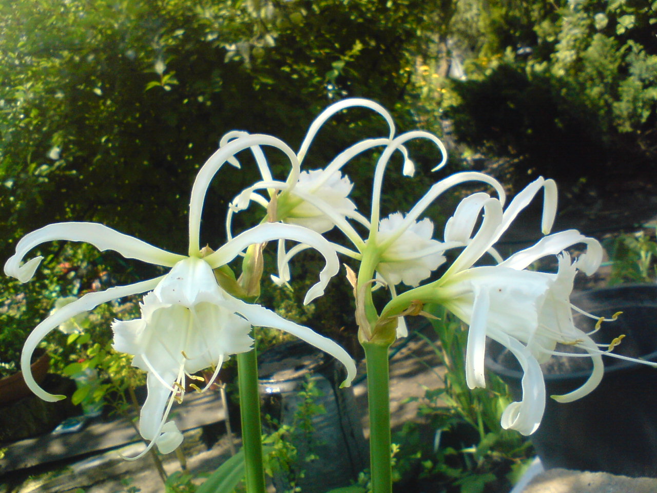 Ogród Marzeń: Ismena