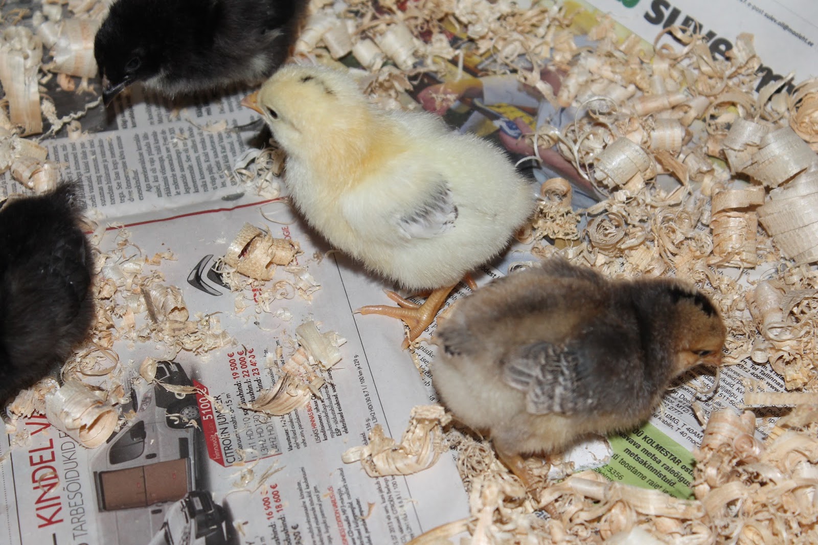 Maakad linnast - Meie uus algus: Kanad, kuked ja munad