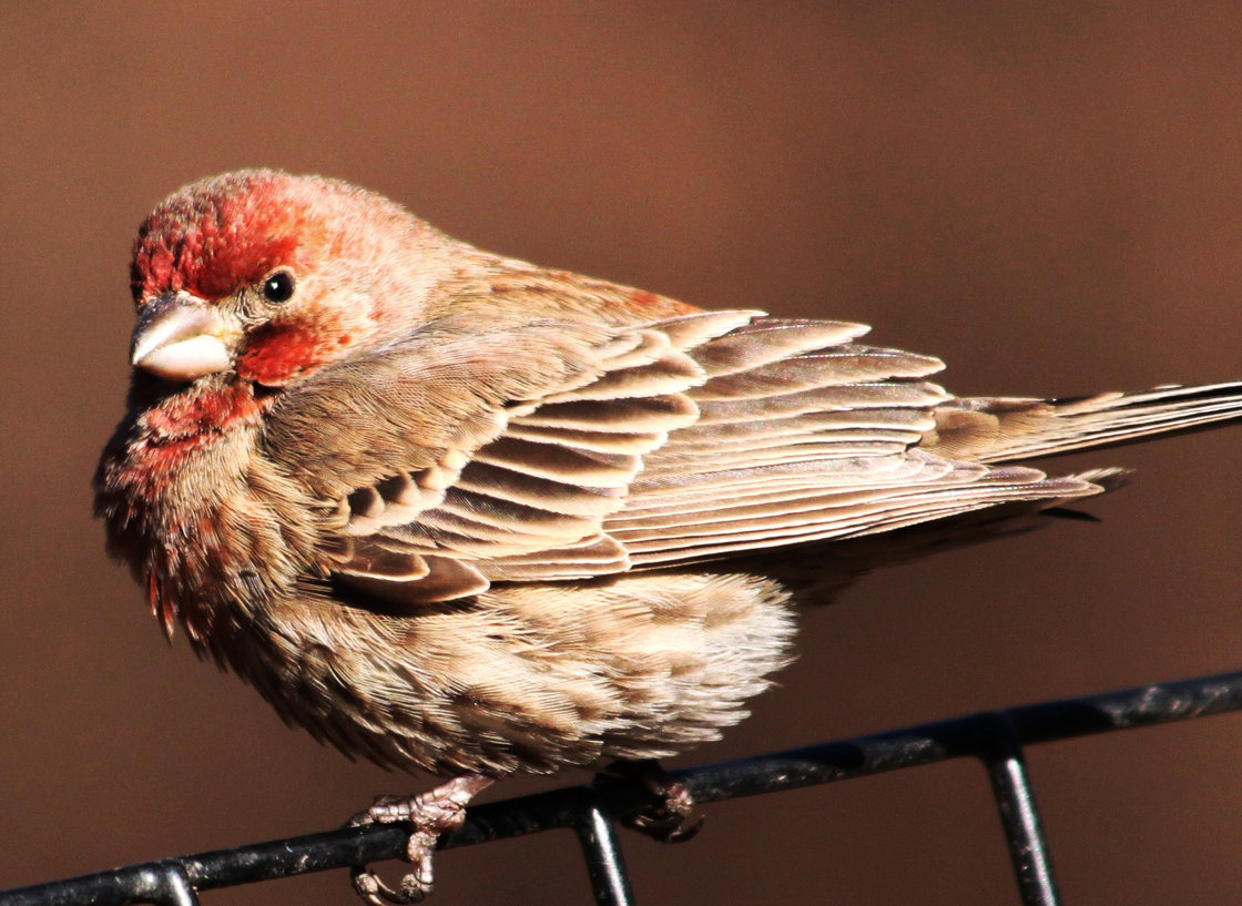 travelswithkathleen: Sunday bird blogging