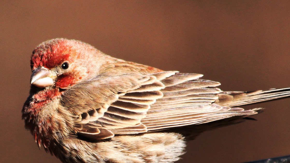 travelswithkathleen: Sunday bird blogging