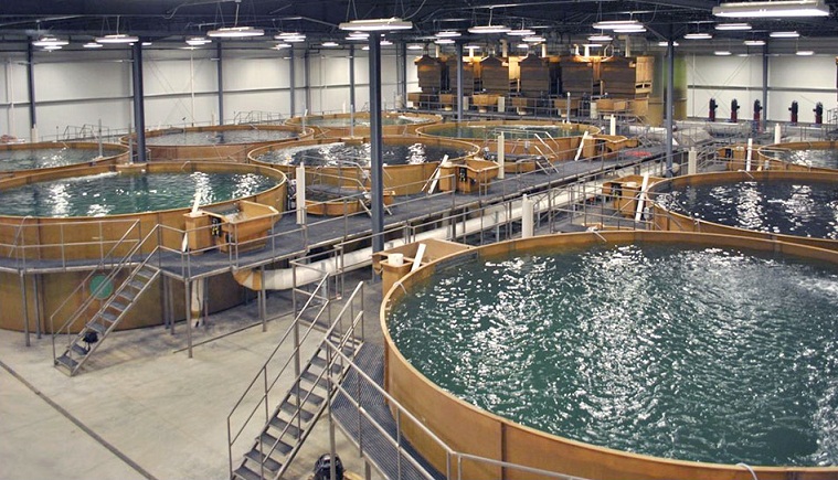 3 Prinsip Recirculating Aquaculture System ala Petani Ikan Modern (2017 ...