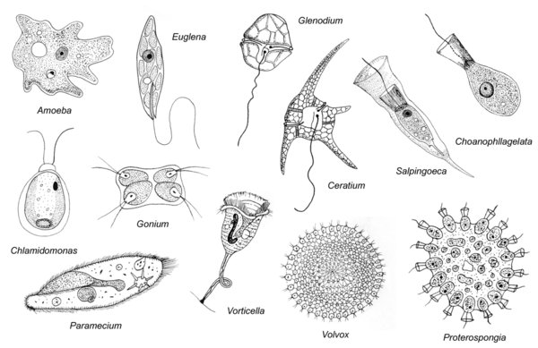 Tempat Hidup dan Cara Berkembang Biak Protozoa - BELAJAR BIOLOGI BERSAMA