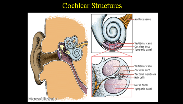 Audio, Image and Video Processing Blog: Week 4: 19/10/2012