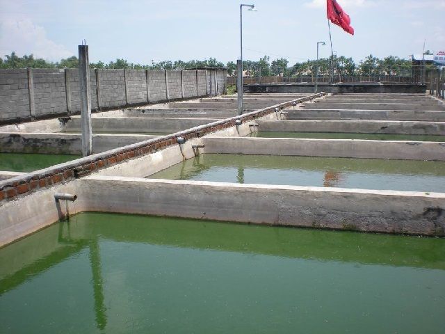 Teknik Budidaya Ikan Bawal Air Tenang Tanpa Ganti Air