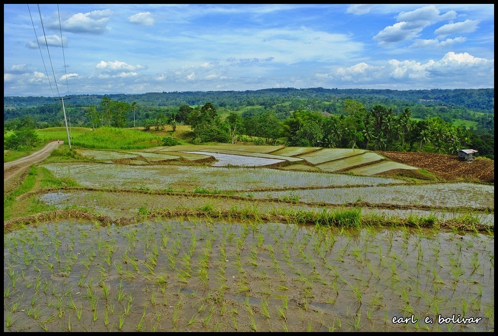 Bukidnon Photo Journal: Rice Terraces in Kadingilan, Bukidnon