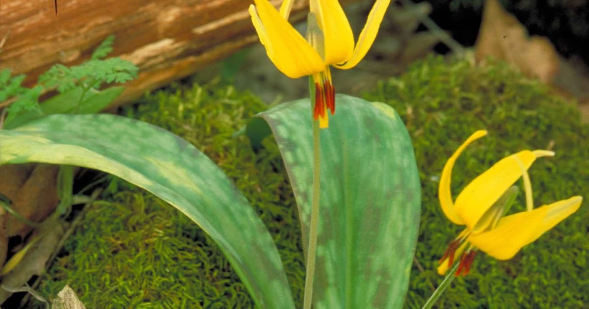 Trees Planet: Erythronium americanum - Trout Lily - Dogtooth Violet