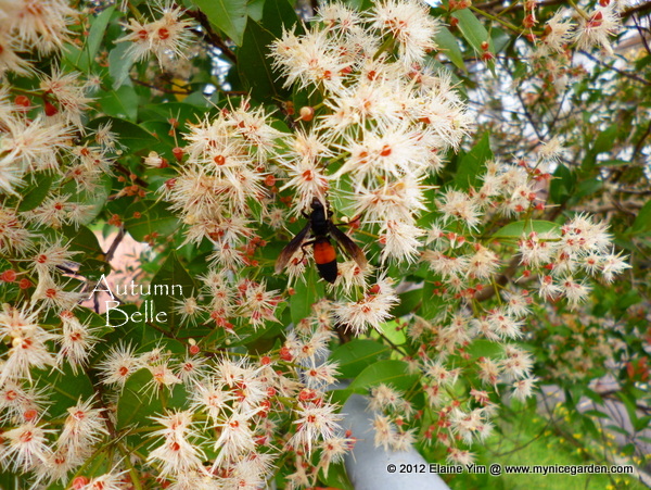 My Nice Garden: Eugenia oleina Tree - Syzygium myrtifolium