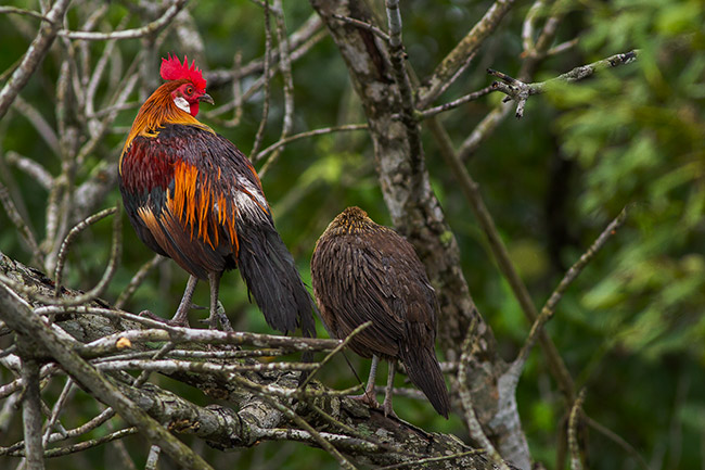 Indian Birds Photography: [BirdPhotoIndia] Red Jungle Fowl