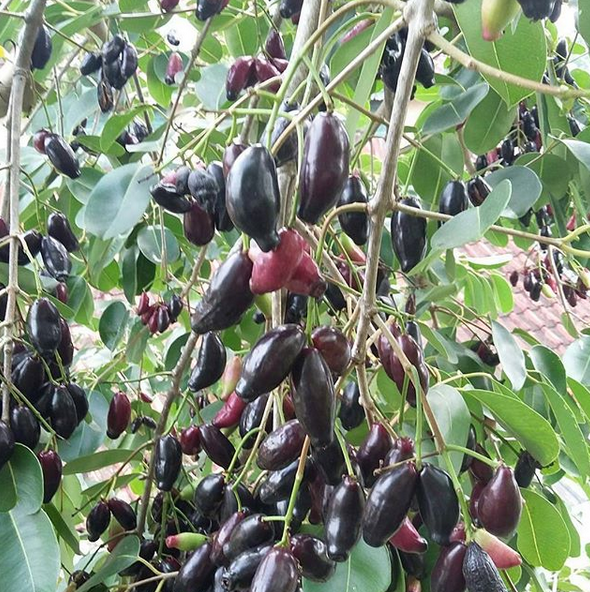 Khasiat Buah Langka Jamblang/Duwet/Juwet - Mingseli