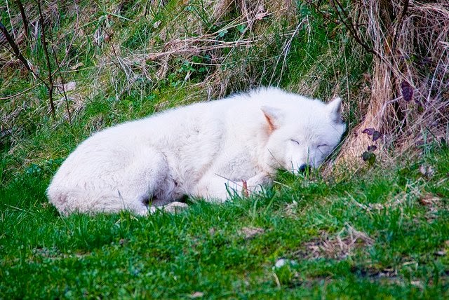 White Wolf : 17 Photos of "Sleeping Wolves" Will Make You Envious to ...