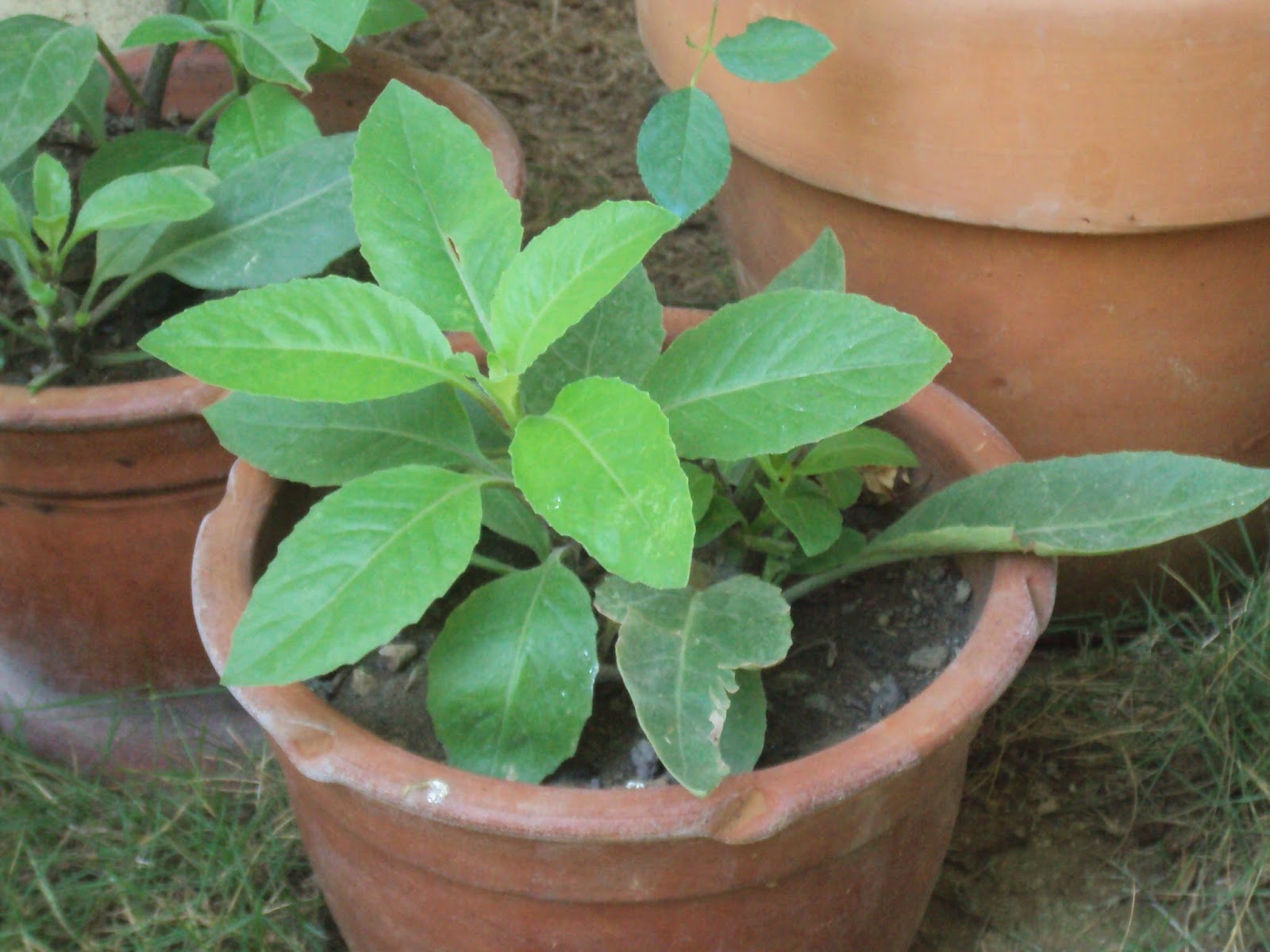 Estrada Family : Ashitaba Plant or Dahon ng Kinabukasan Health/Medical ...