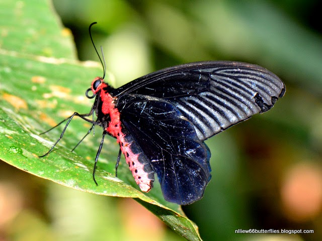 The Forested Path (and Beyond): BUTTERFLIES of RAUB: The Common Batwing ...