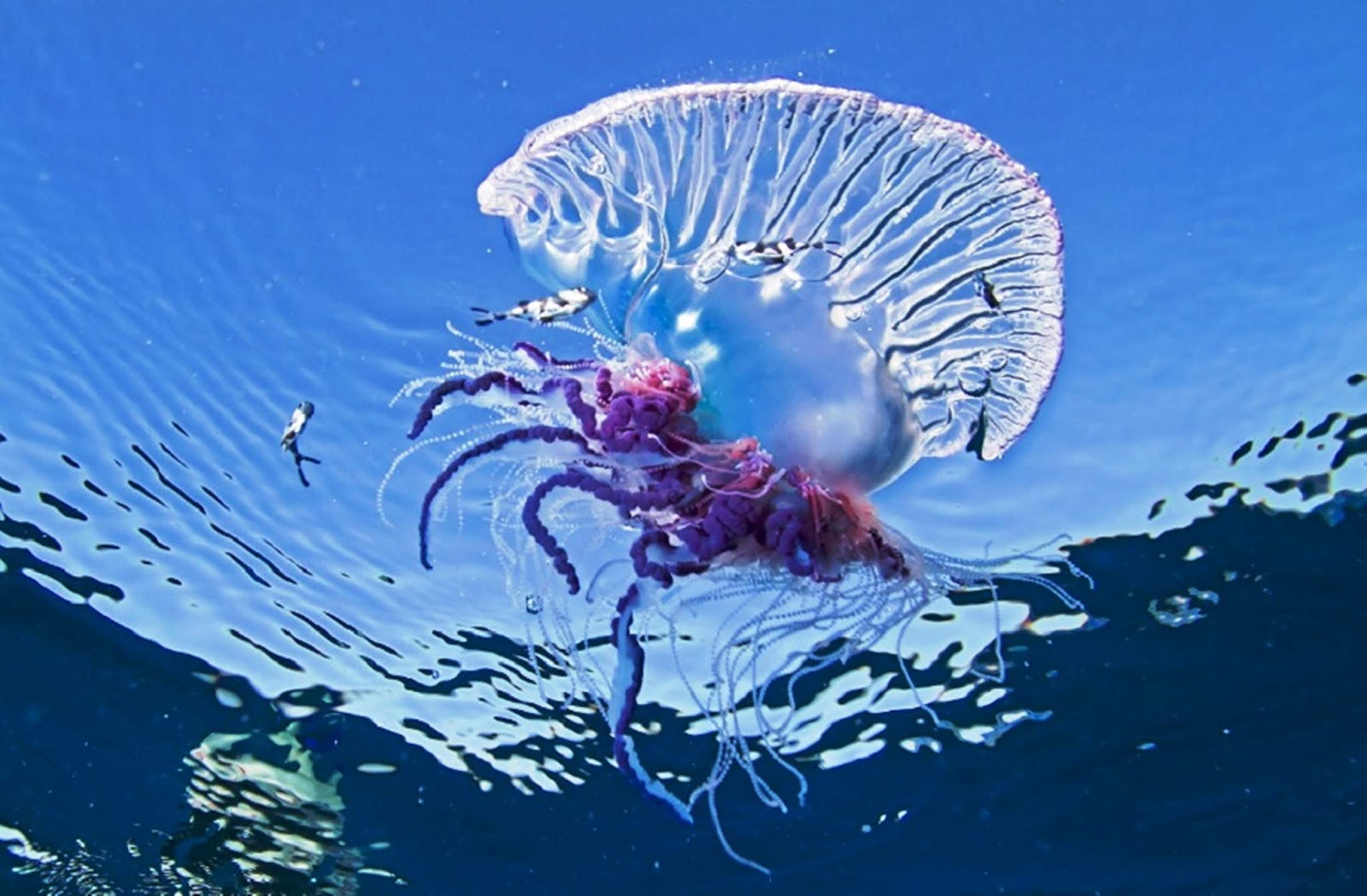 EMS SOLUTIONS INTERNATIONAL by @DrRamonReyesMD marca registrada ...