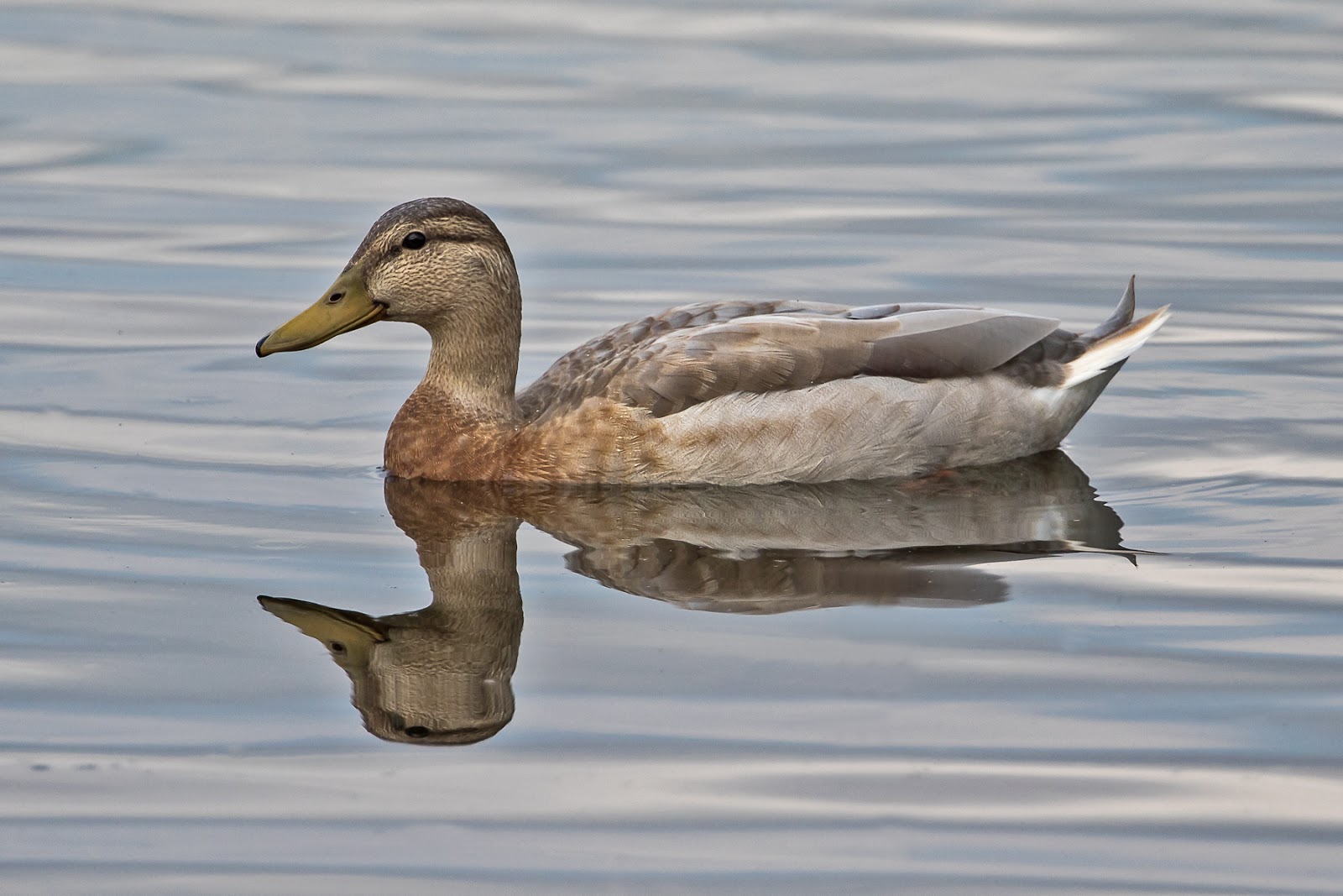PETER'S PORTFOLIO..............Bird & Wildlife Photography: Mallard