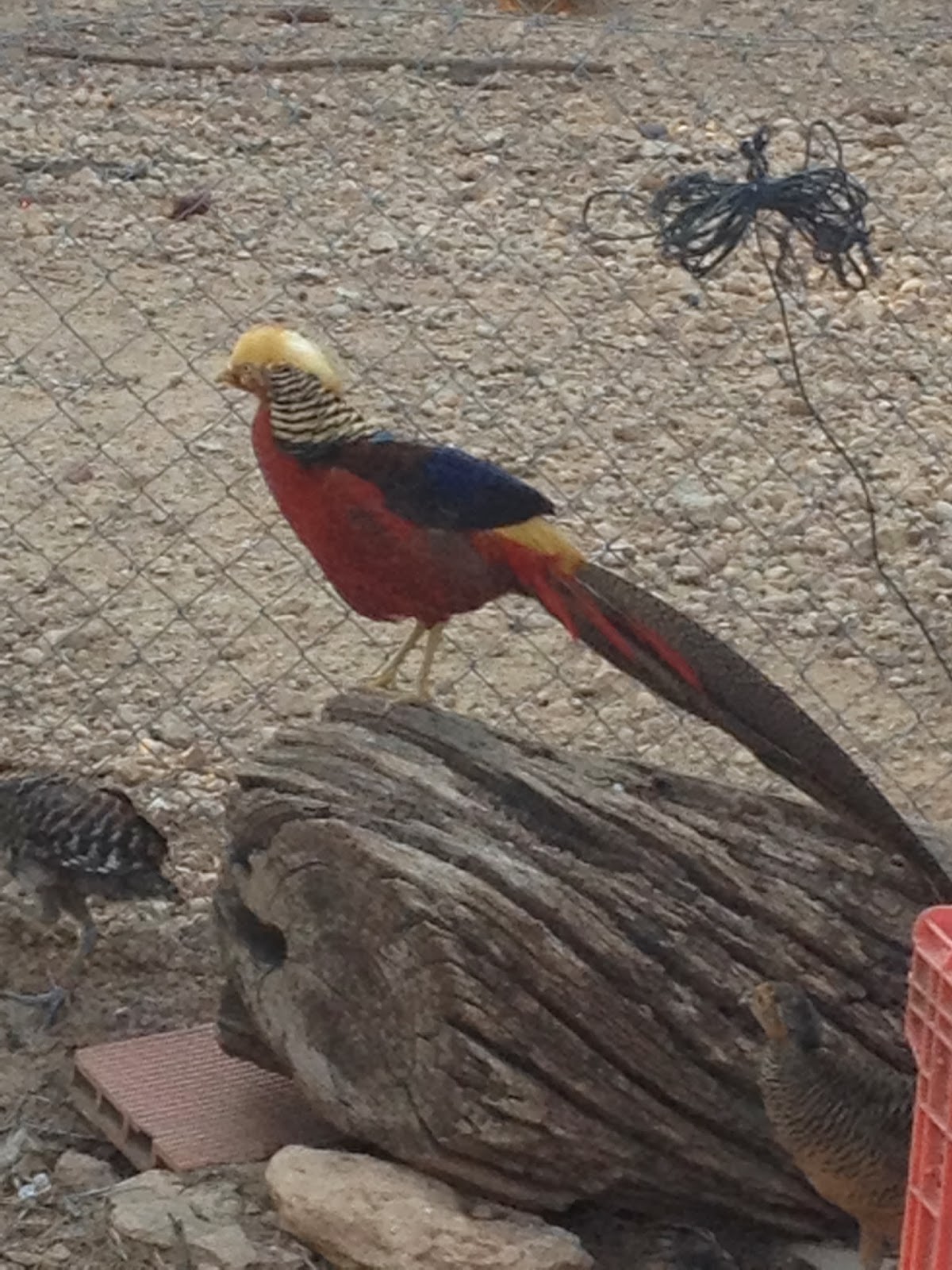 LA GRANJA DE CONRADO & ADRIANA