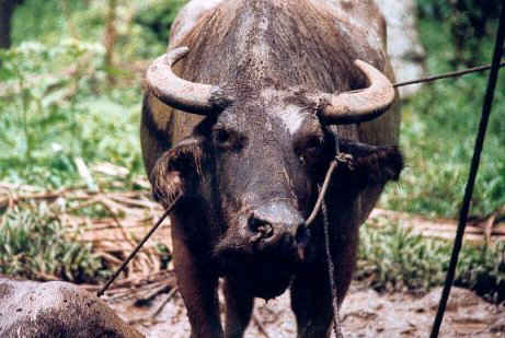 Pinoy Ako: Proud To Be Pinoy