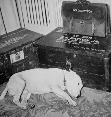 Willie, el bull terrier del general Patton. | ElAntro
