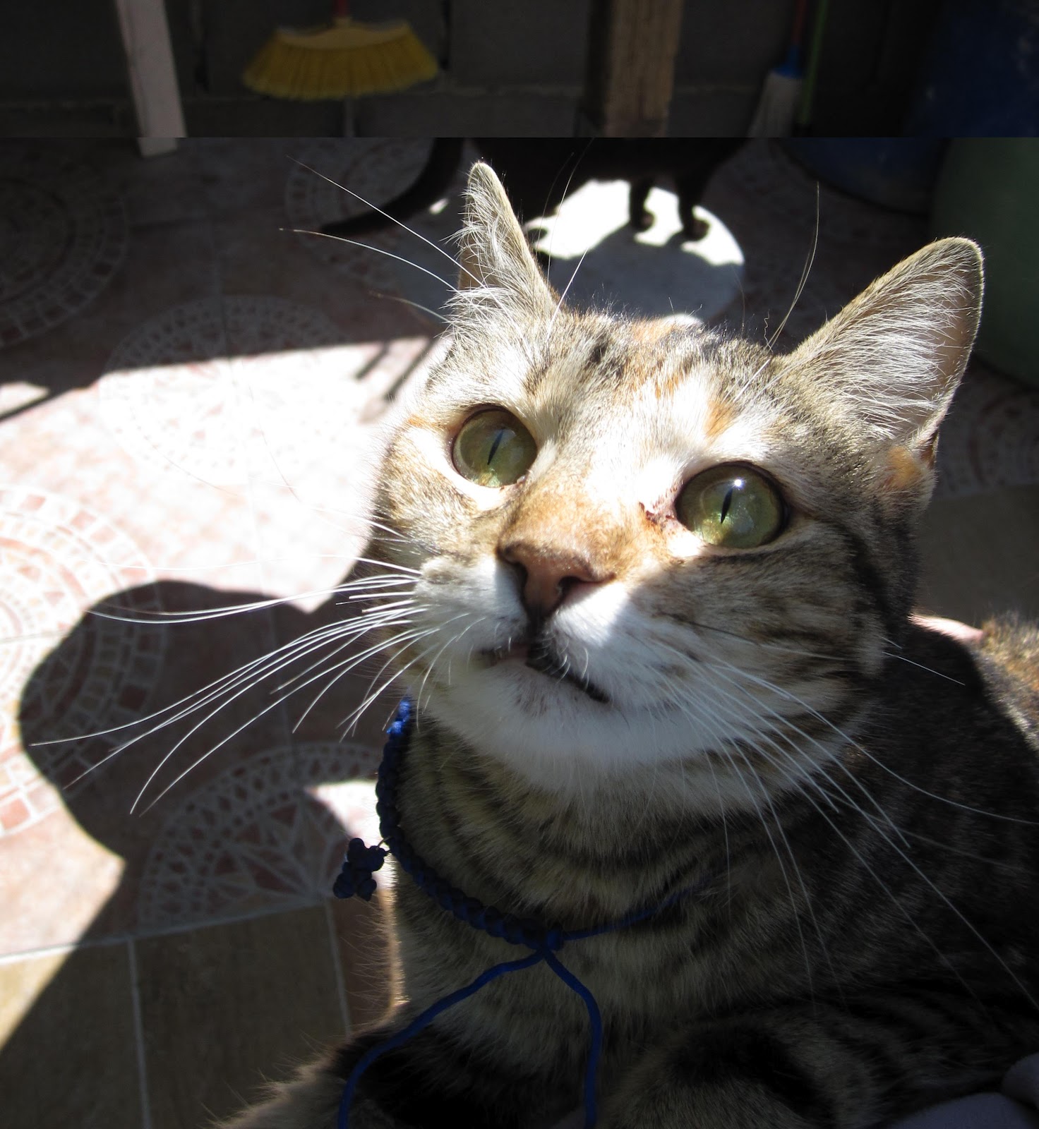 Segunda Oportunidad - Prodean Gatos La Linea.: Katy, la gatita que ...