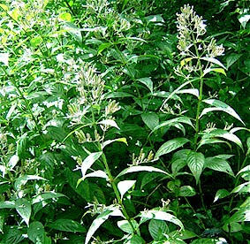 Rare Ayurvedic Plants