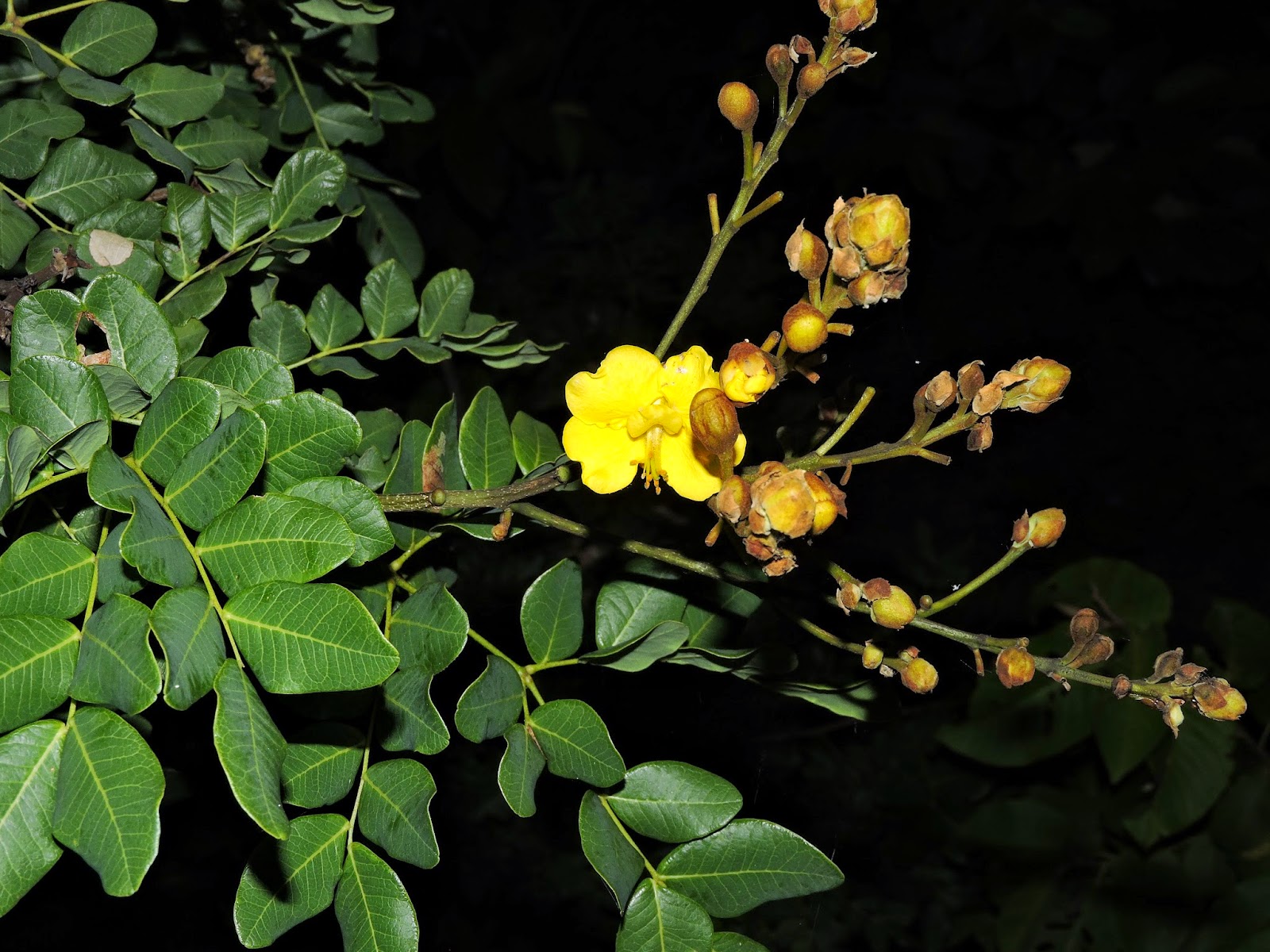 Fabaceae - Leguminosae no Brasil: Fabaceae - Cenostigma bracteosum (Tul ...