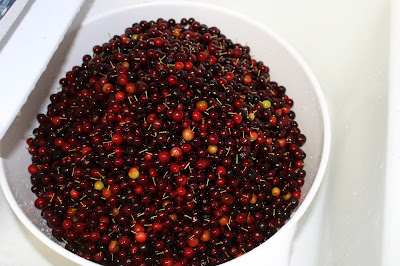 Chokecherry Jelly Recipe - A Ranch Mom