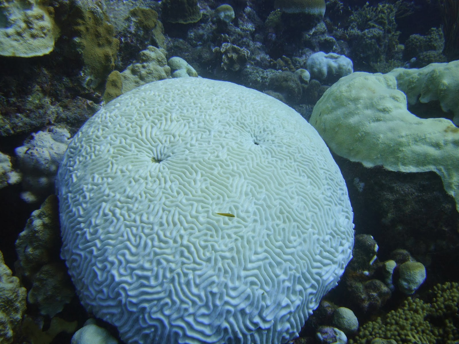 Antilles 2013 - 2014: The bigger picture