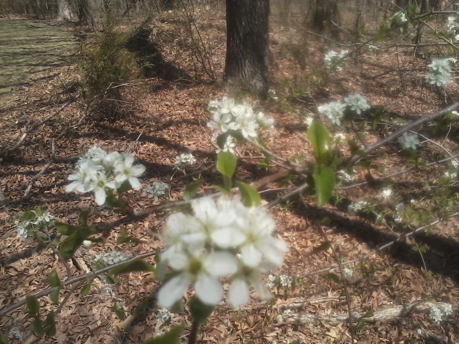 Notes from the Pens: Invasive Pears?