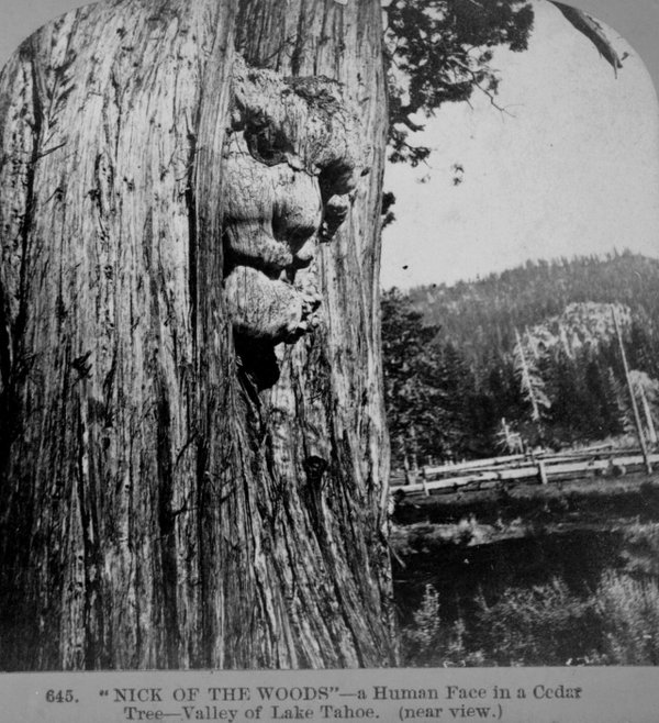 Anthropomorphic Trees