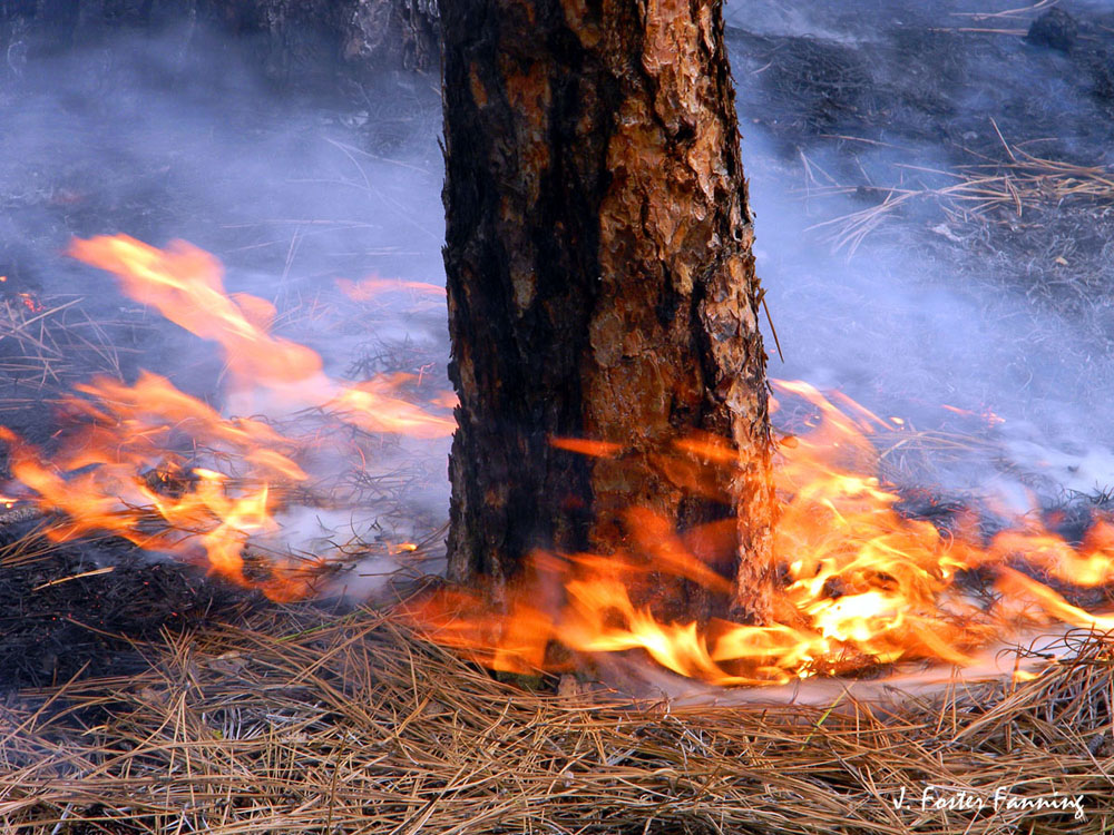 The Okanogan Highlands: Fire Ecology - Okanogan Highlands