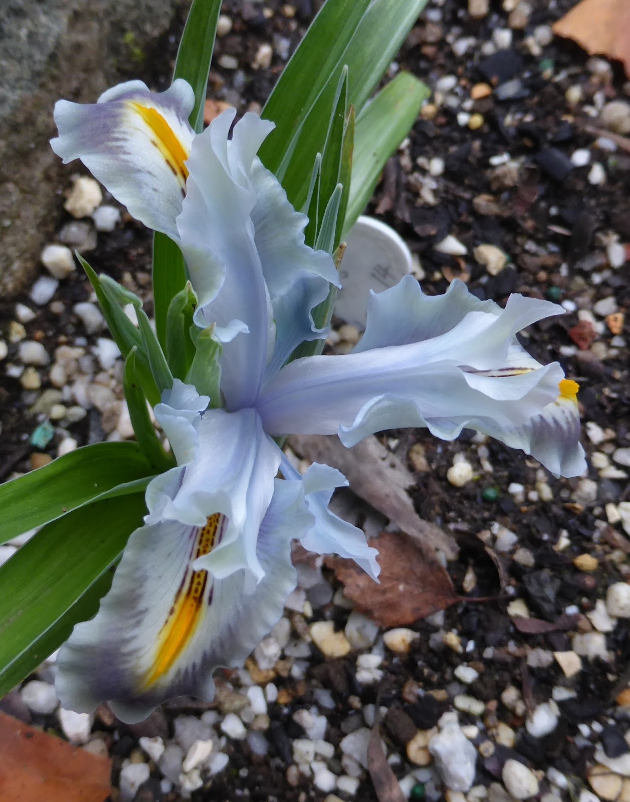Alpine Garden Society Victorian Group: Iris Photo's From Otto.