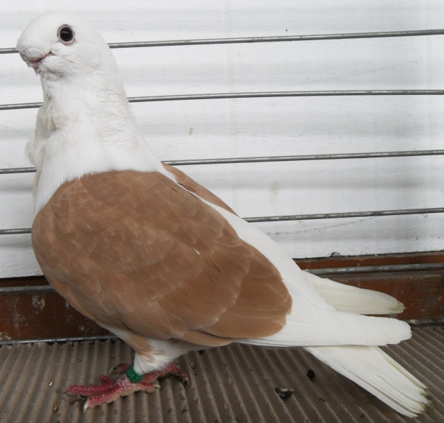 German Shield Owl ( Deutsches Schildmövchen ) - Pigeons fall