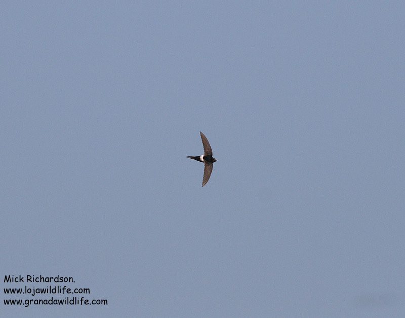 Cuaderno de campo "Aves granadinas": Vencejo Cafre / Apus caffer.