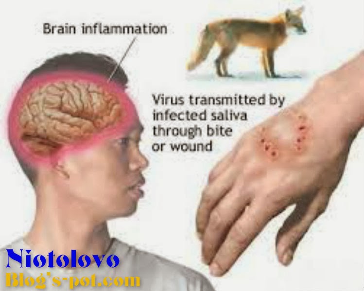 Seputar Penularan Penyakit Rabies - Niotolovo