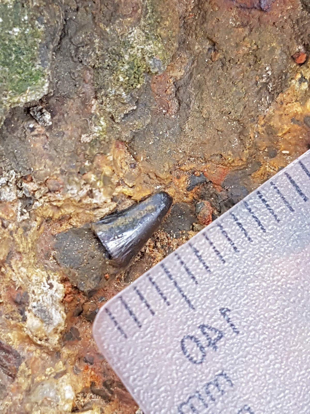 The Palaeo Post: Lapworth Museum (and a trip to Aust Cliff)