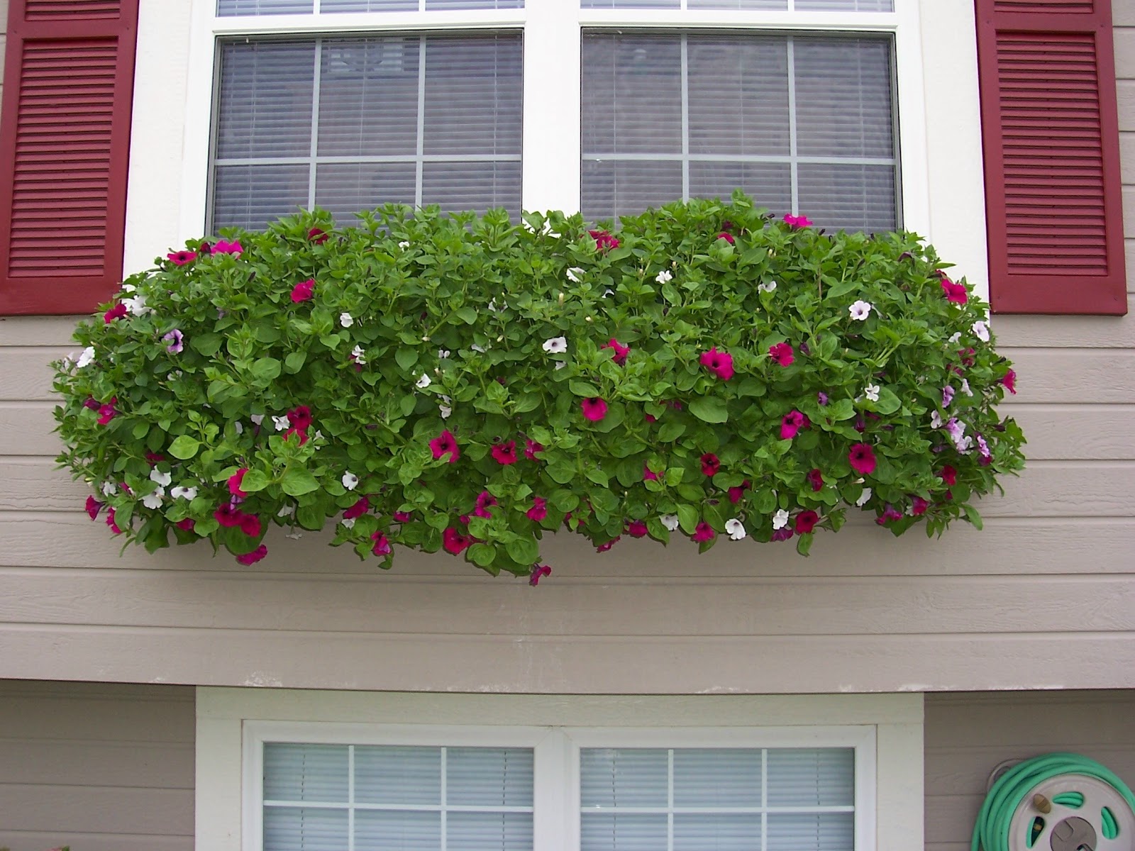 bloommaster: 12 weeks of Bloommaster