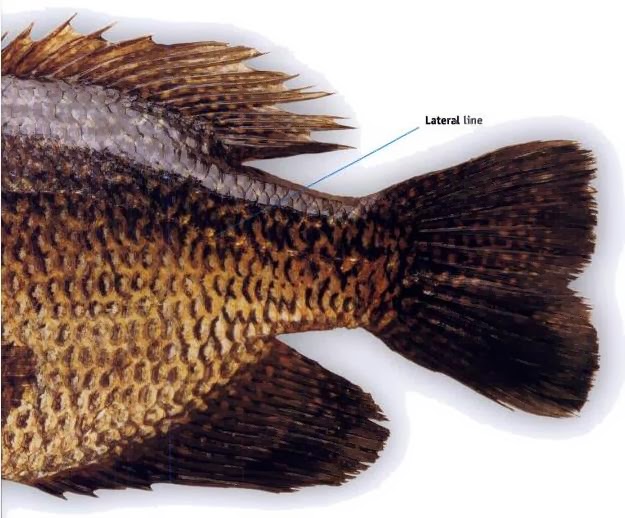 How Senses Affect Fishing Soft Plastics Lure Strategies - Fishing Lure ...