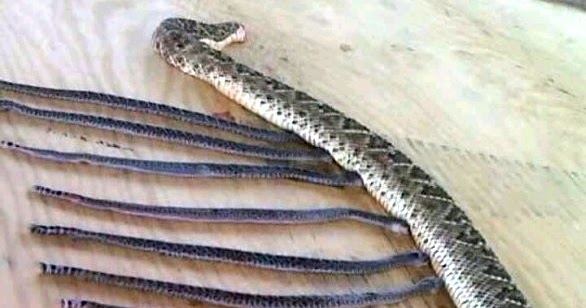 Durango Texas: At The Sweetwater Rattlesnake Roundup Watch Out For Mama ...