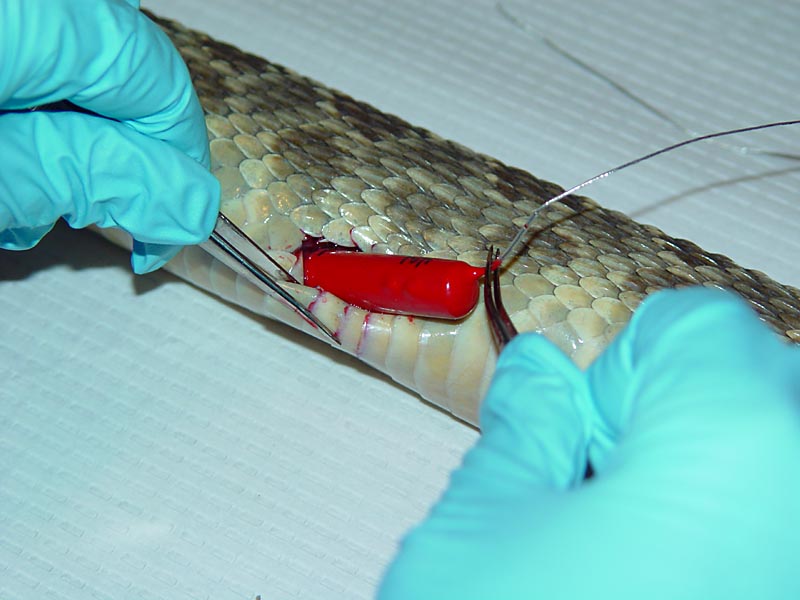 Ophidiophilia: Rattlesnake Research at Cal Poly