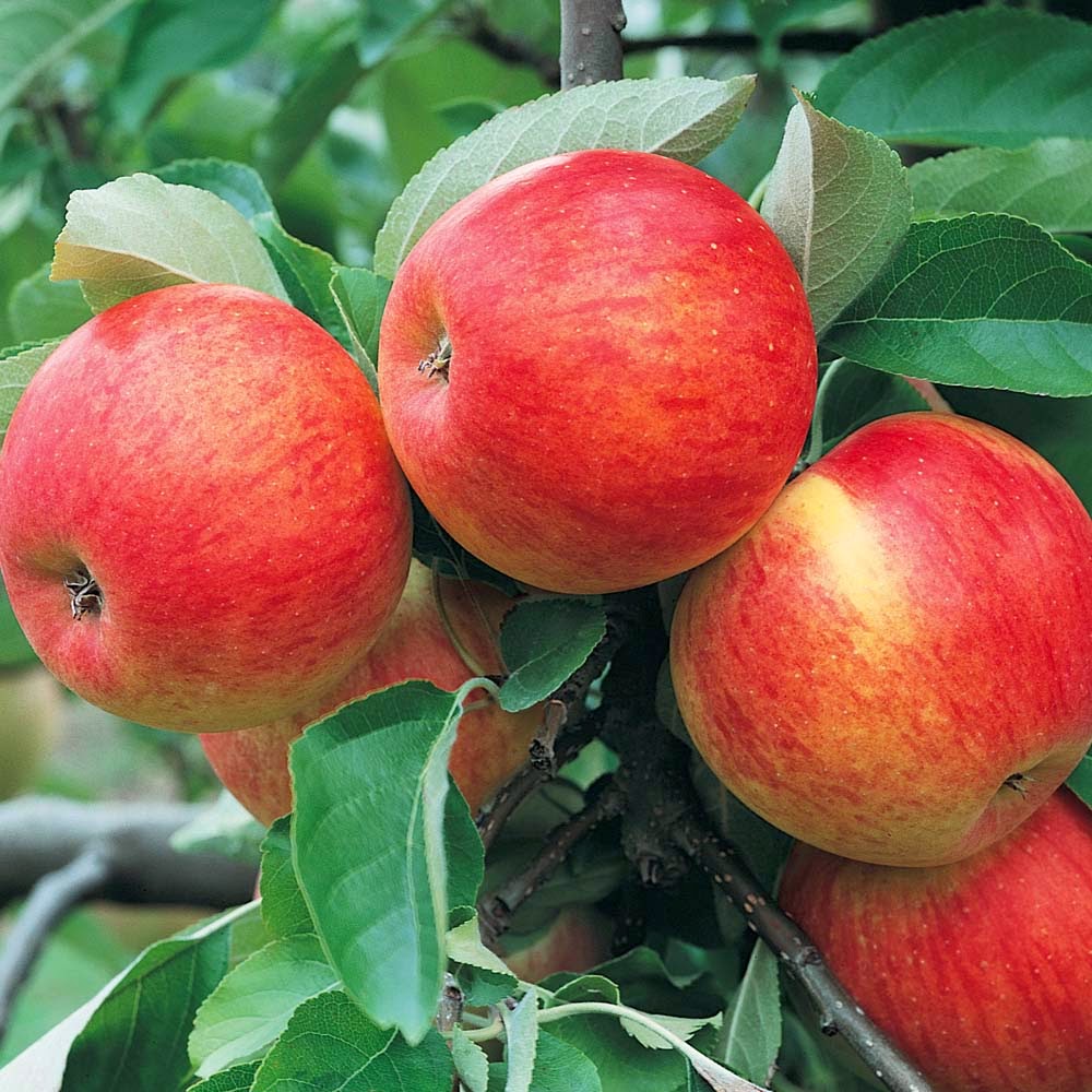 Trees Planet: Malus domestica - Apple