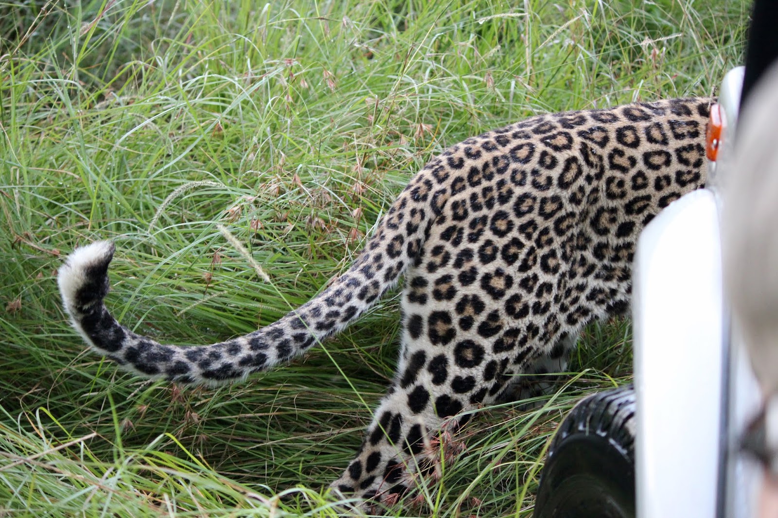 Notes From Kenya: MSU Hyena Research: Leopard Sighting!!
