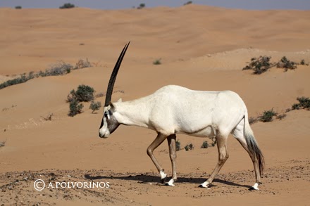 Paraísos del mundo: En busca de los últimos Órix de Arabia