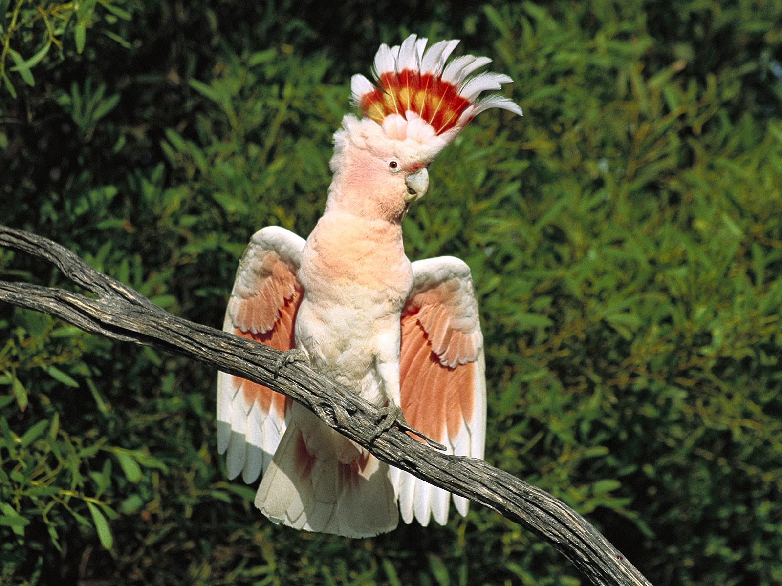 Exotic Birds - Various Bird Species