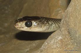 නොකී කතා: සිඟිති සහ ගැරඬියා.....