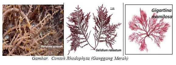 Ganggang Merah (Rhodophyta)