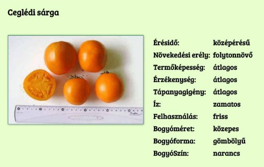 Vidéken Újrakezdők Magazinja: Paradicsom kisokos