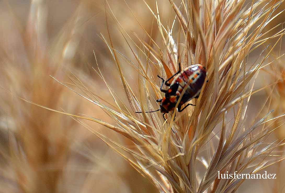 OCIO y CULTURA : La flor y su insecto