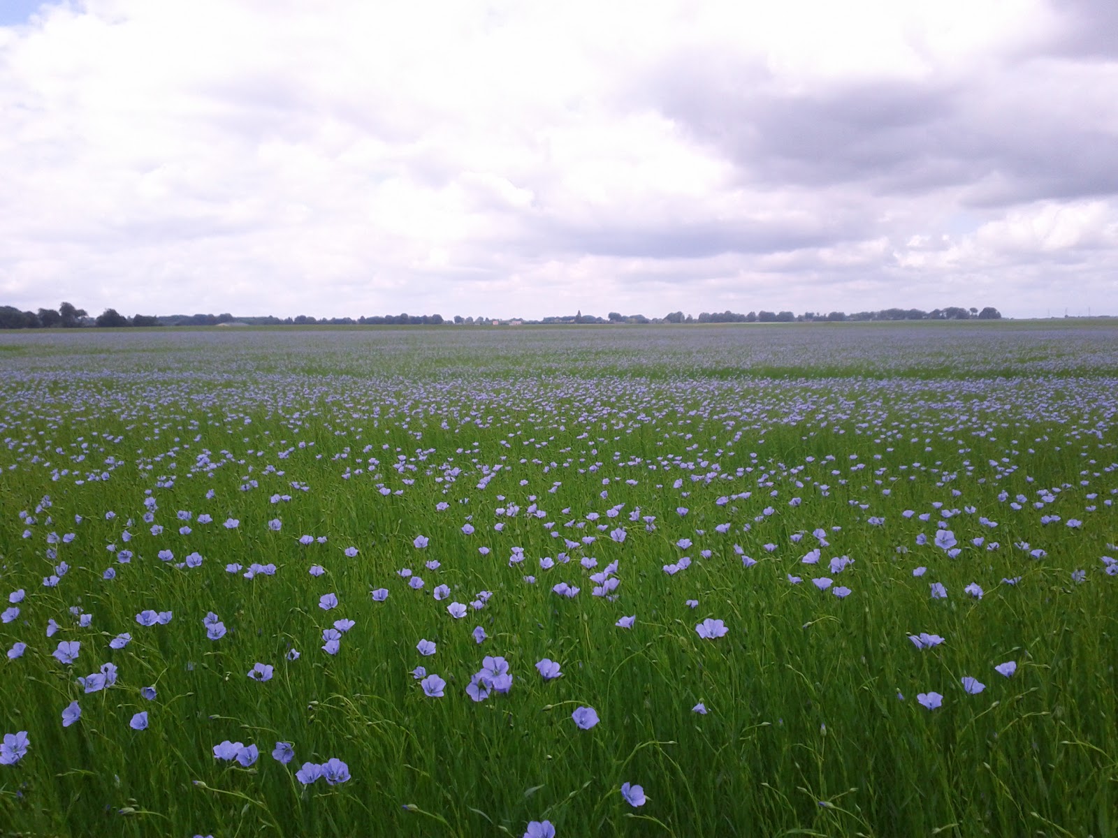 Inspiration Normandie: Champ de lin