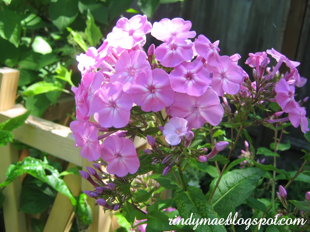 Rindy Mae: The Second Week Of July In The Garden
